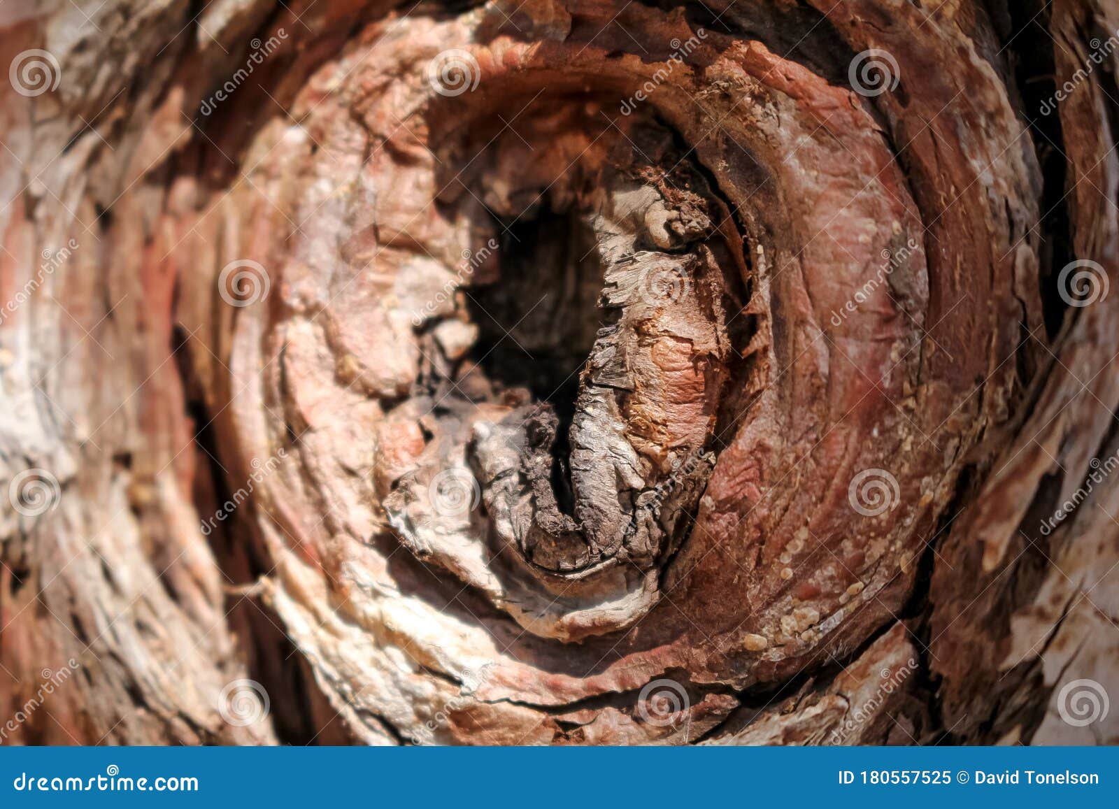 Tree Knot Texture Stock Image | CartoonDealer.com #28755829
