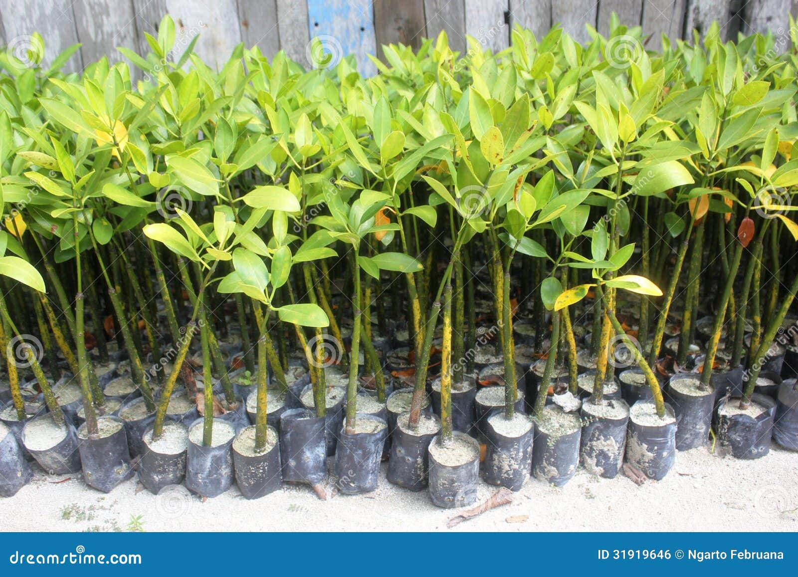Cuarto De Niños De Los Mangles Foto de archivo - Imagen de asia, mangle ...