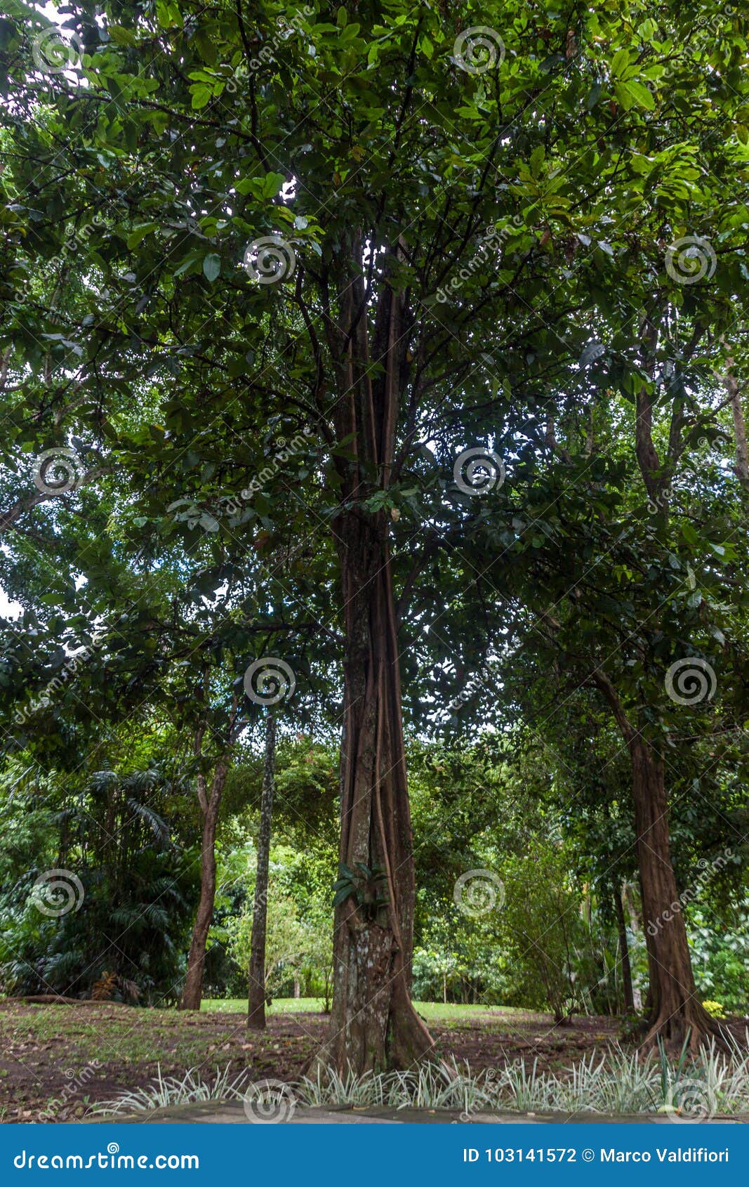 Cuasia foto de archivo. Imagen de familia, bali, arbustos - 103141572