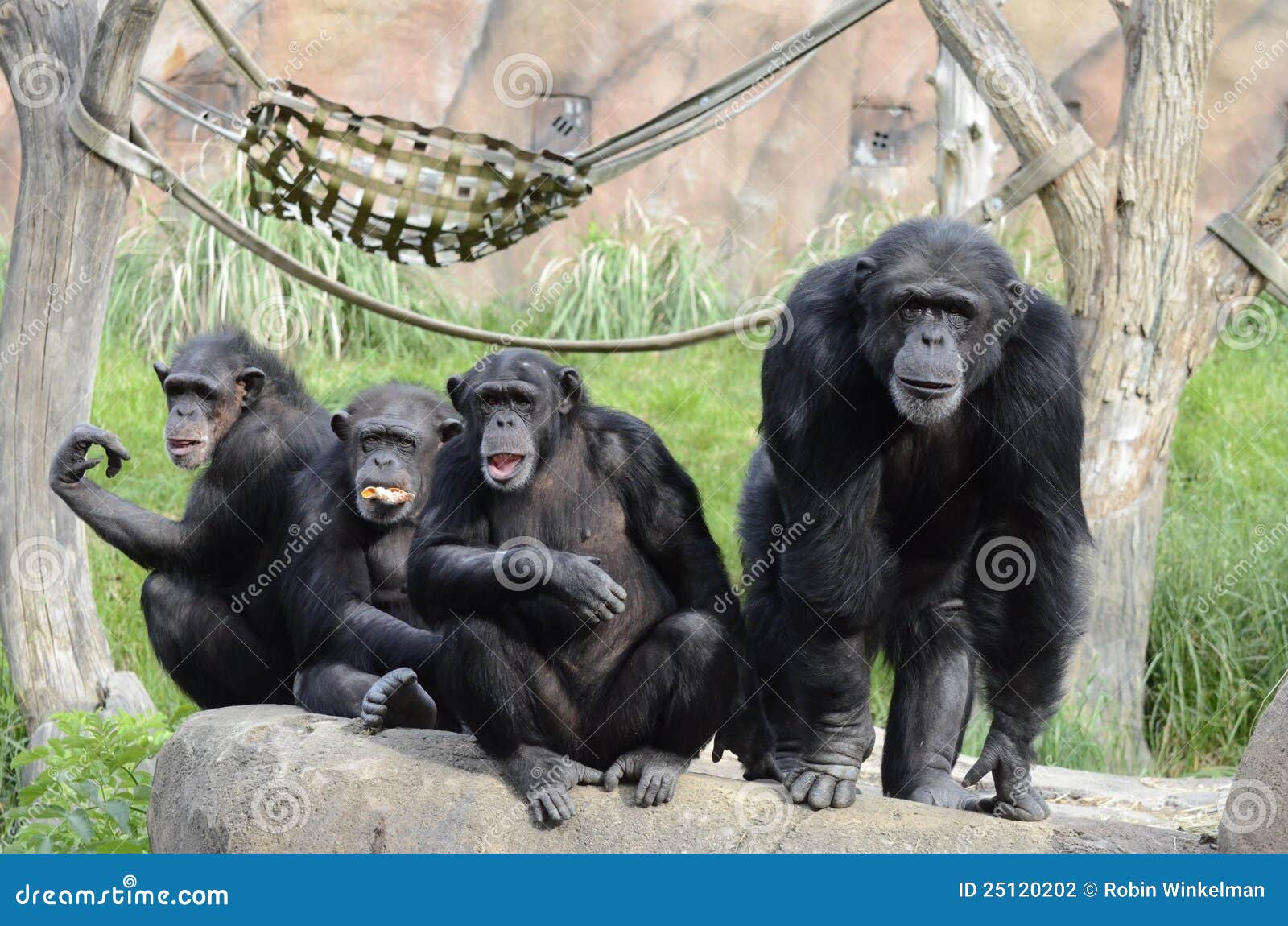 Cuatro Chimpancés En Una Roca Foto de archivo - Imagen de manojo, grupo ...