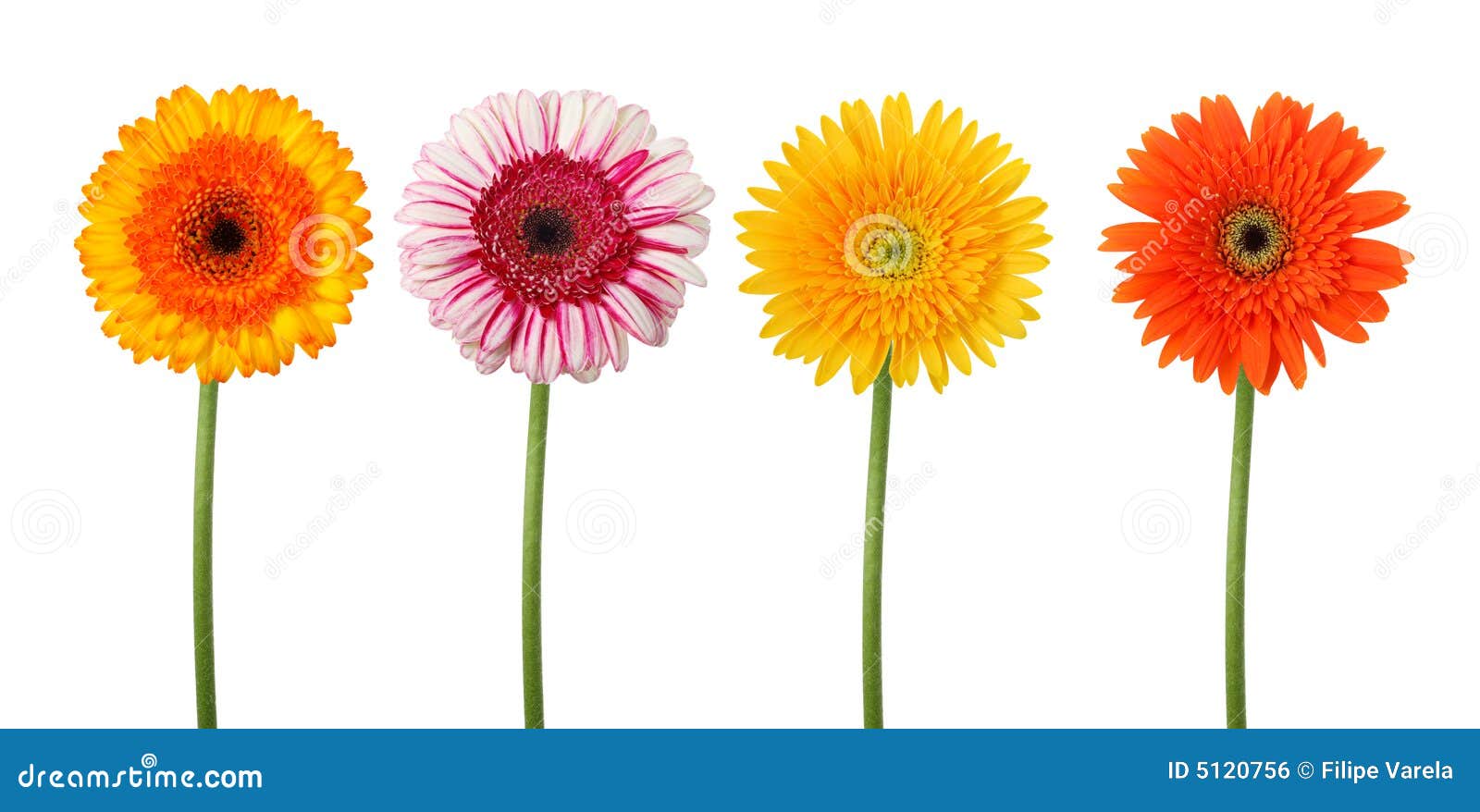 Cuatro Flores Aisladas - Camino De Recortes Foto de archivo - Imagen de ...