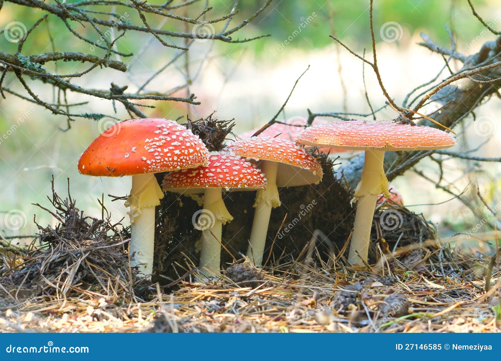 Cuatro Hongos De Setas Rojos Imagen de archivo - Imagen de arbolado ...