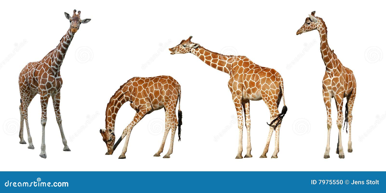 Cuatro jirafas foto de archivo. Imagen de nariz, animal - 7975550