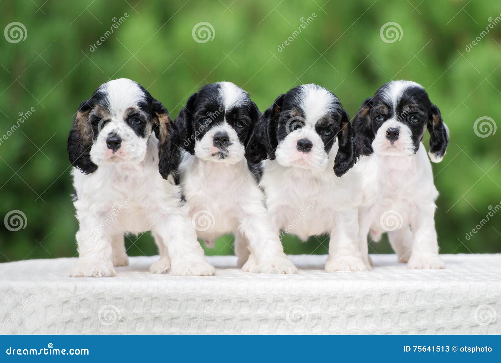 Cuatro Perritos De Cocker Spaniel Del Americano Al Aire Libre Imagen de ...