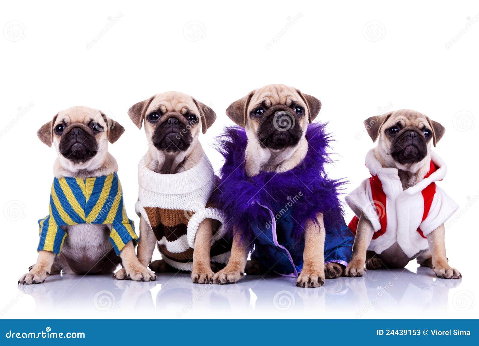 Cuatro Perros De Perrito Vestidos De Las Fregonas Imagen de archivo ...