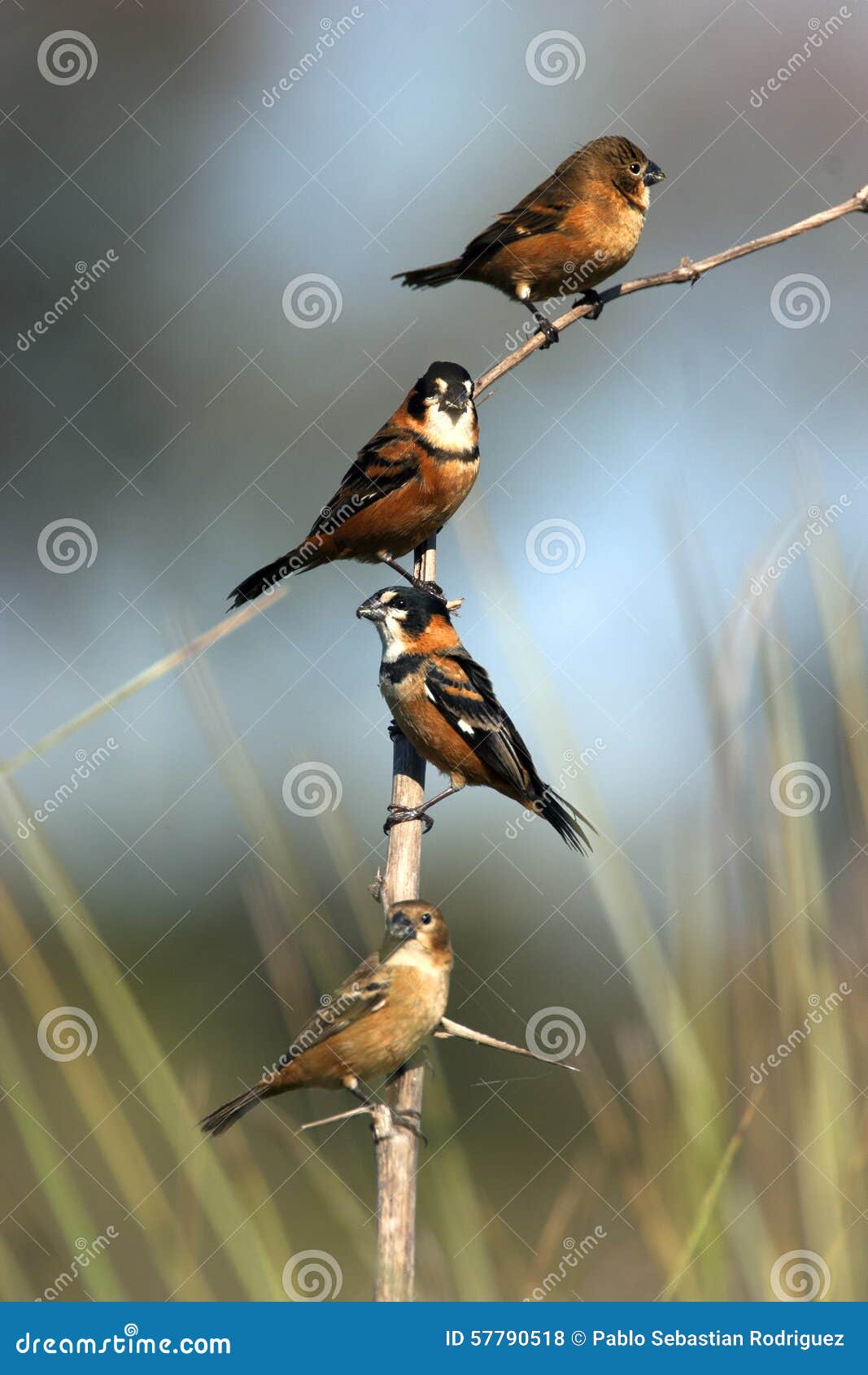 Cuatro Pinzones Que Comparten Una Rama Foto de archivo - Imagen de ...