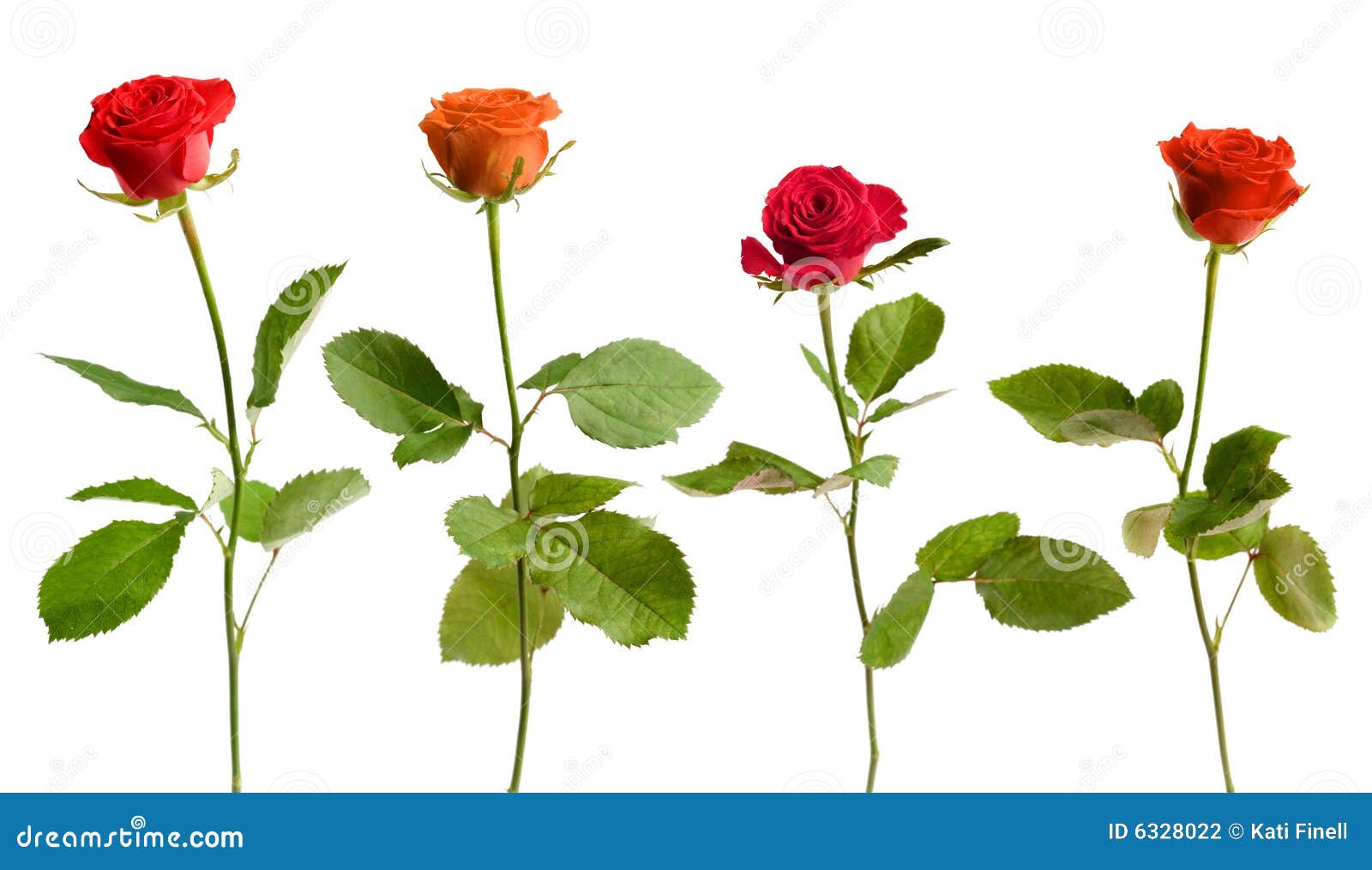 Cuatro rosas aisladas foto de archivo. Imagen de valentina - 6328022