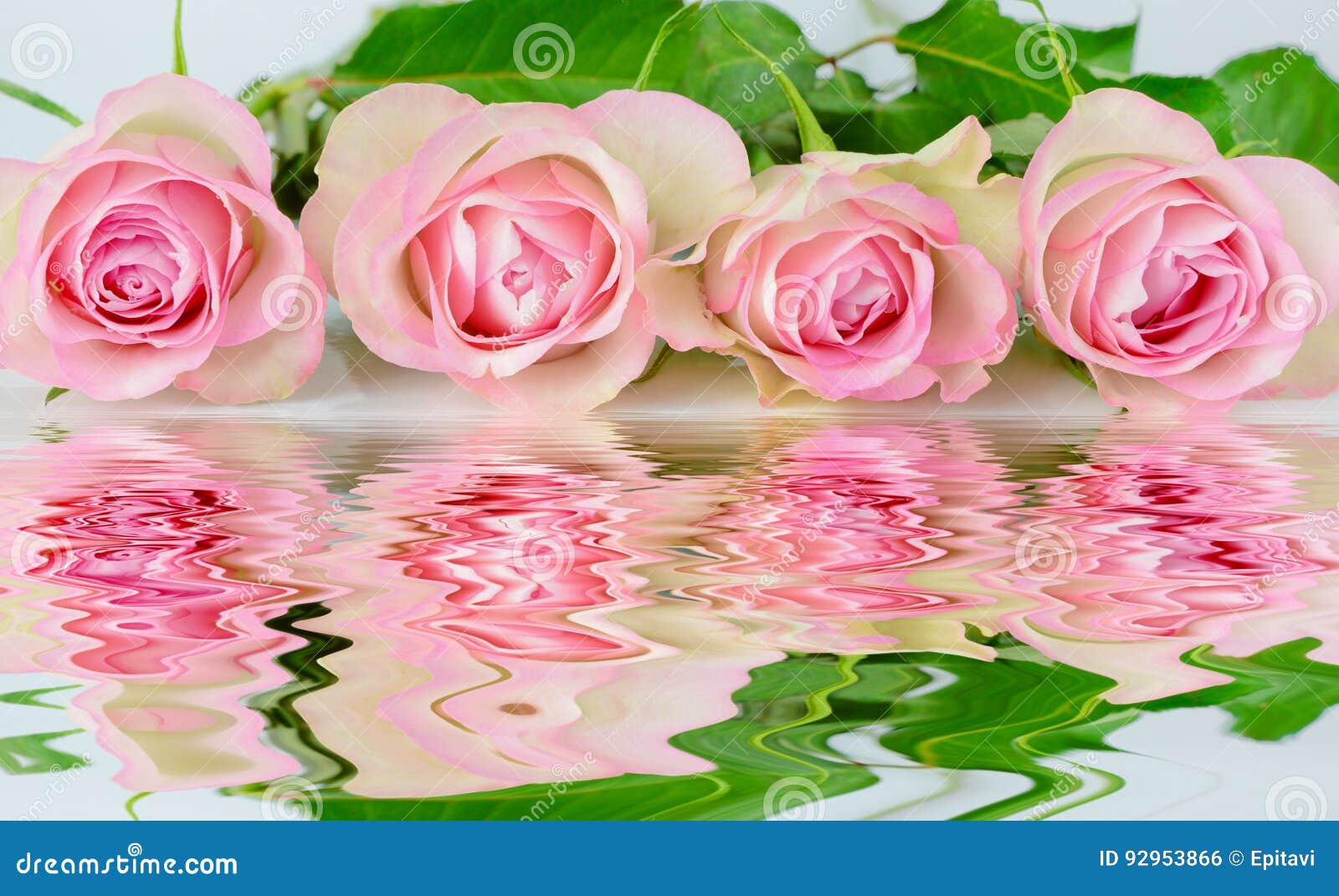 Cuatro rosas rosadas foto de archivo. Imagen de brillante - 92953866