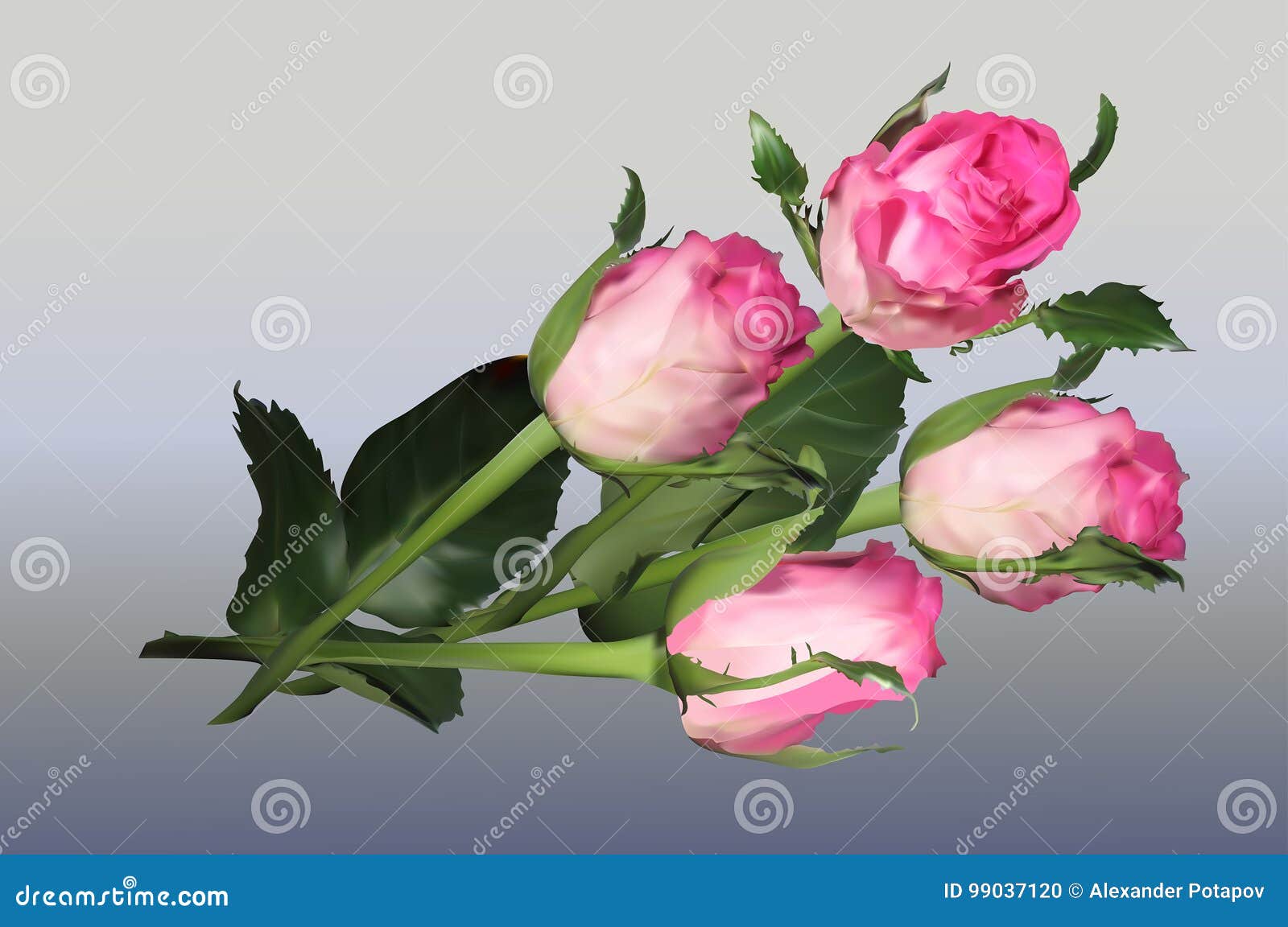 Cuatro Rosas Rosadas En Fondo Gris Ilustración del Vector - Ilustración ...