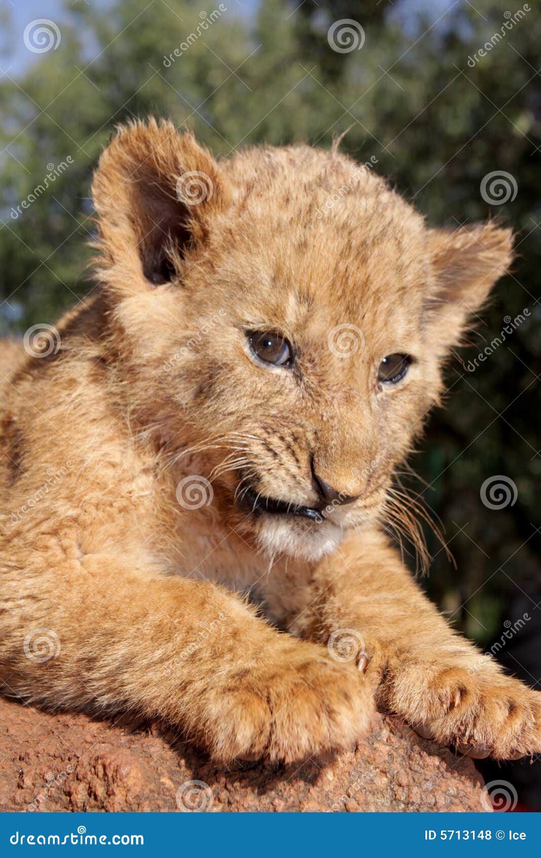Cub foto de archivo. Imagen de criatura, cubos, selva - 5713148