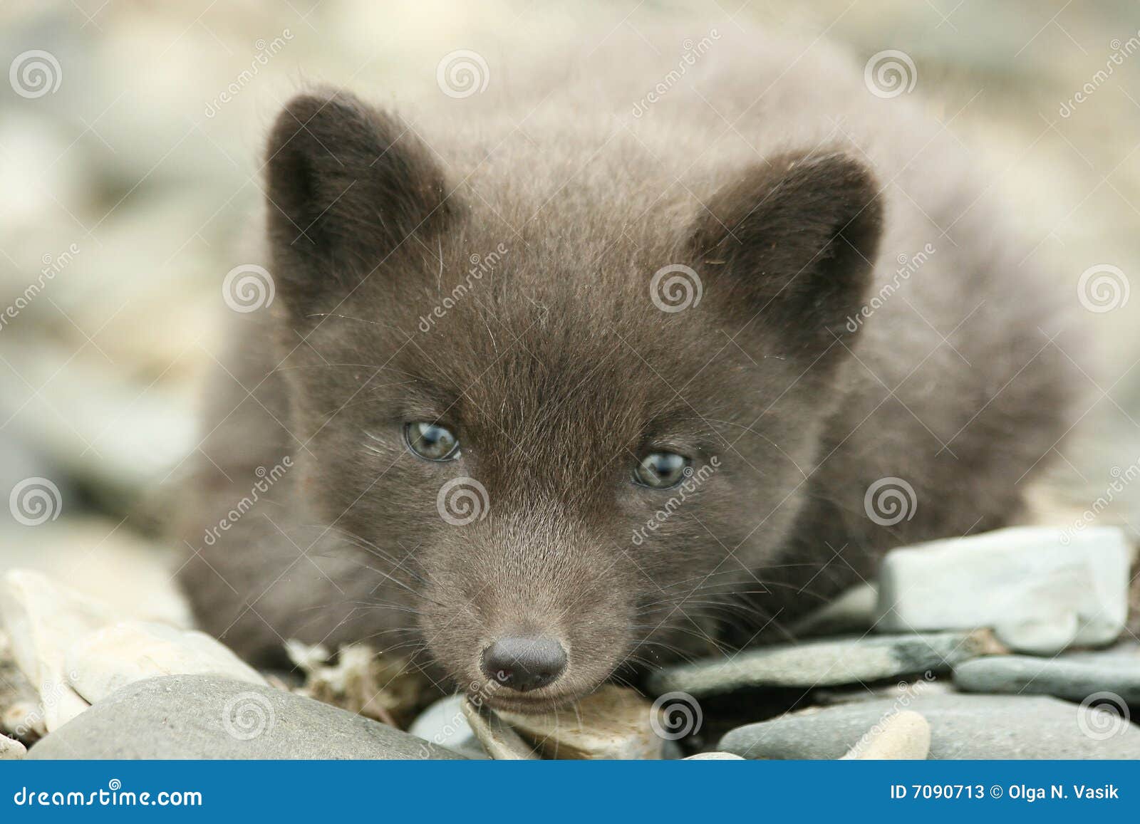 Cub arctic fox stock image. Image of climate, brown, young - 7090713