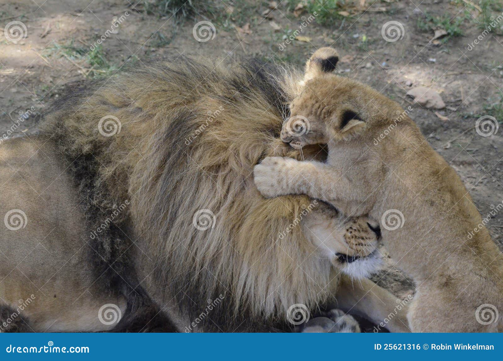 Cub bites father stock photo. Image of lions, male, pull - 25621316