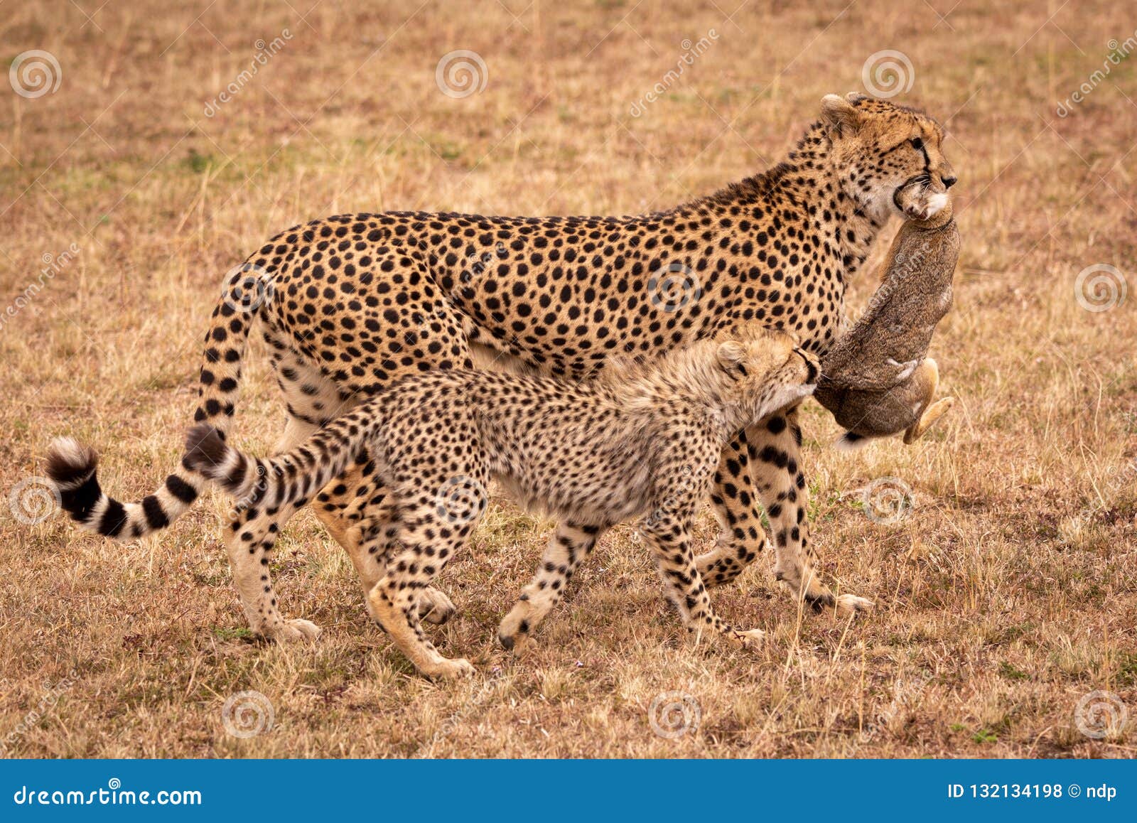 Cub Bites Scrub Hare Carried by Cheetah Stock Photo - Image of jubatus ...