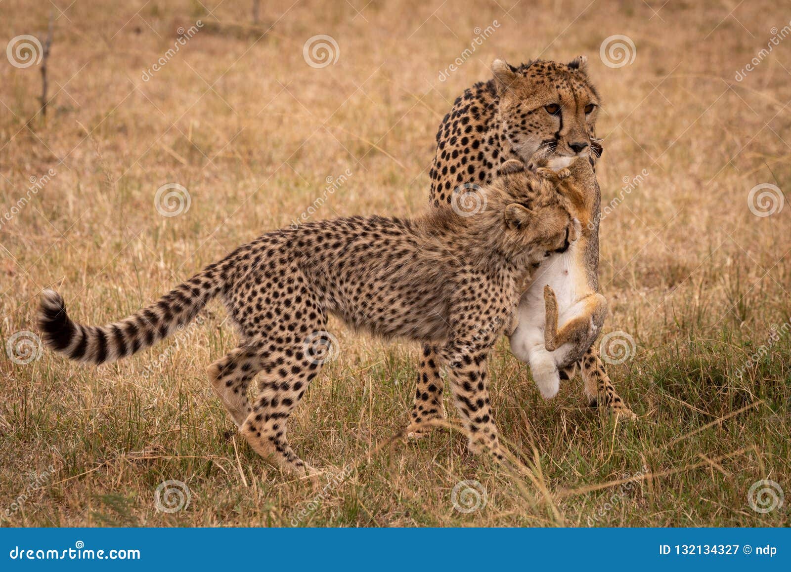 Cub Biting Scrub Hare Carried by Cheetah Stock Image - Image of mara ...