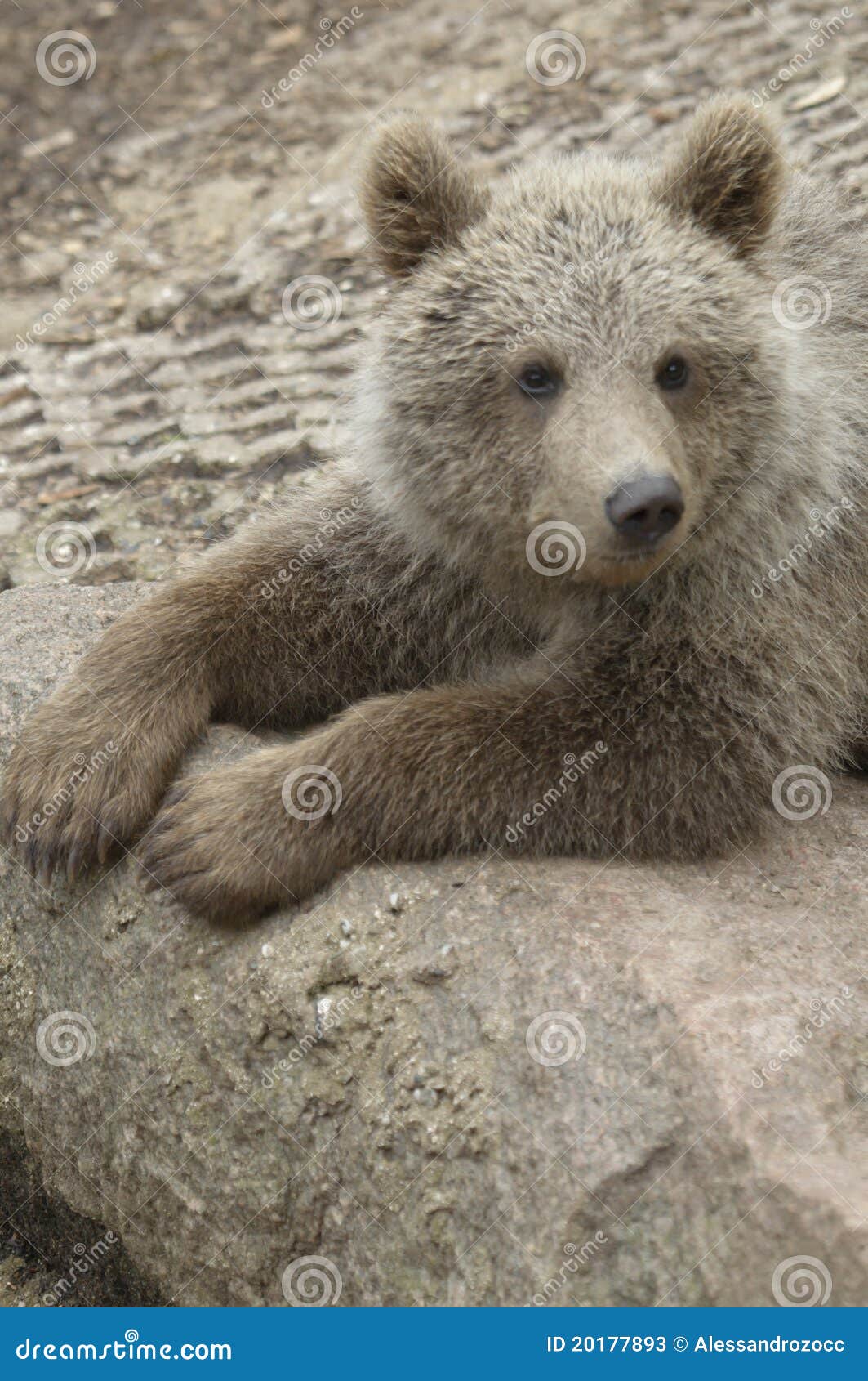 Cub of brown bear stock image. Image of furry, bear, ursus - 20177893