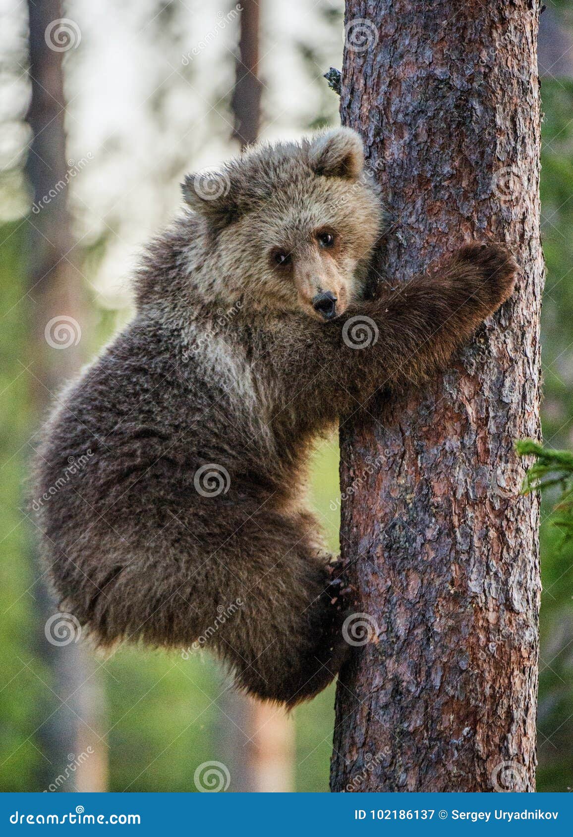 Cub of Brown Bear Climb on the Tree. Stock Image - Image of climbing ...
