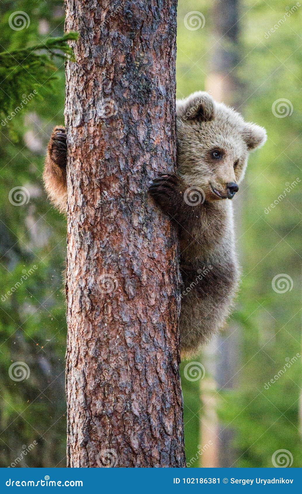 Cub of Brown Bear Climb on the Tree. Stock Image - Image of arctos ...
