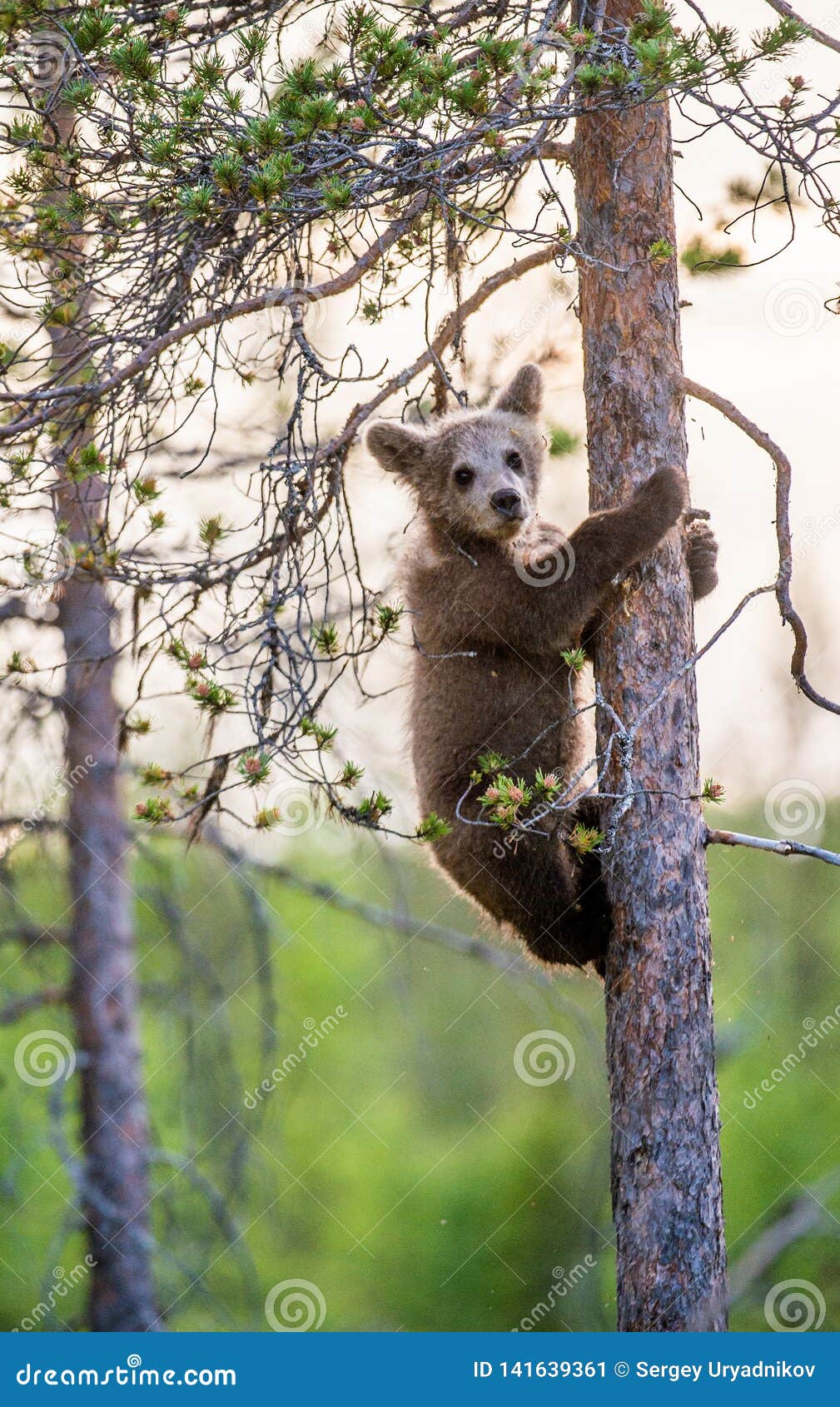 Cub of Brown Bear Climb on the Tree.the Bear Cub Climbing on the Tree ...