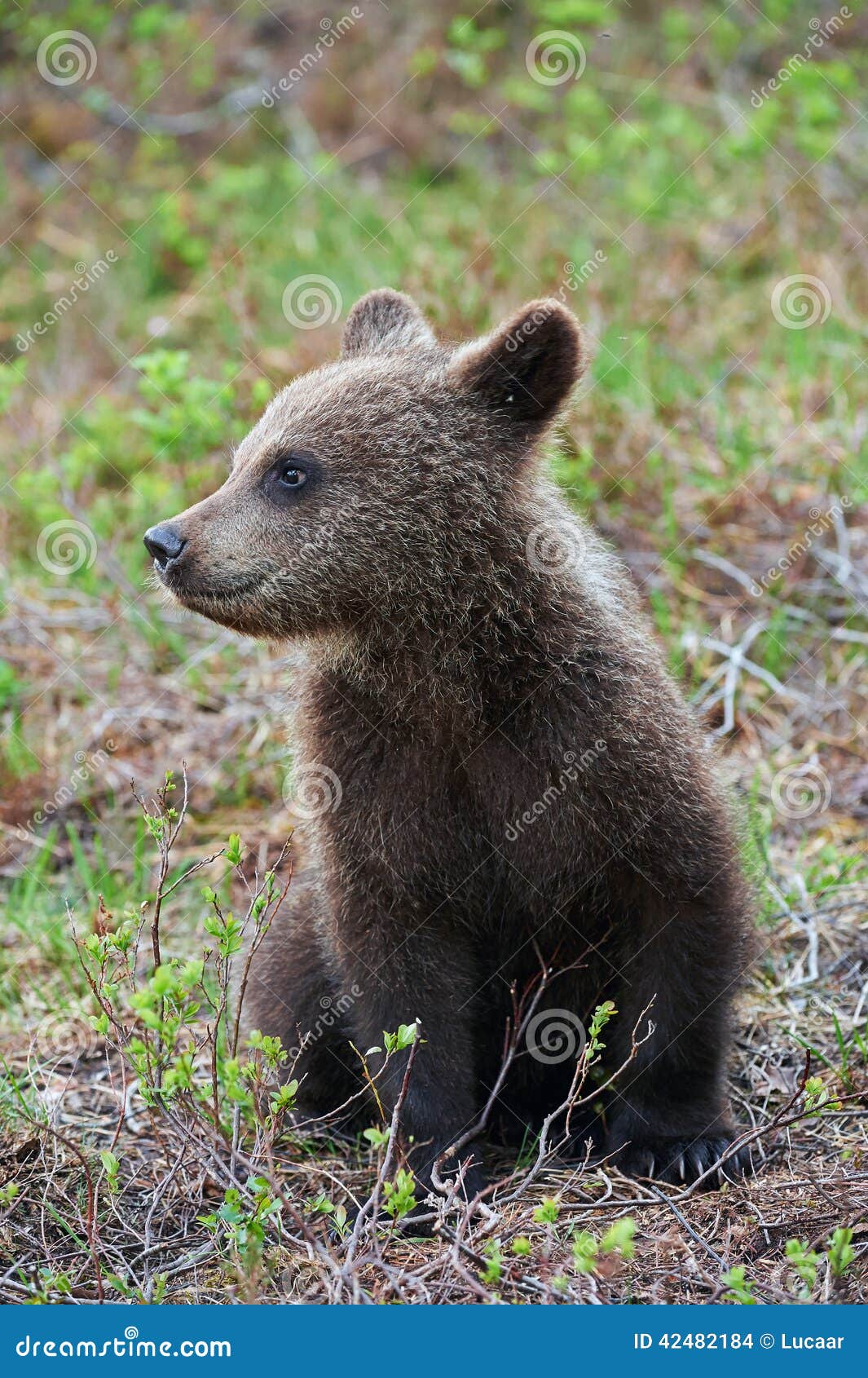 Cub of a brown bear stock photo. Image of arctos, mammal - 42482184