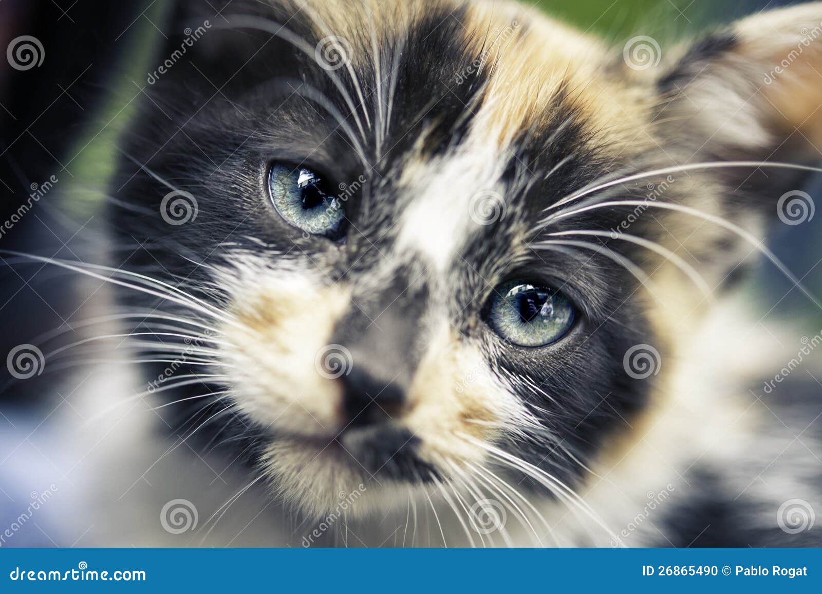 Cub cat portrait stock photo. Image of look, cute, adorable - 26865490