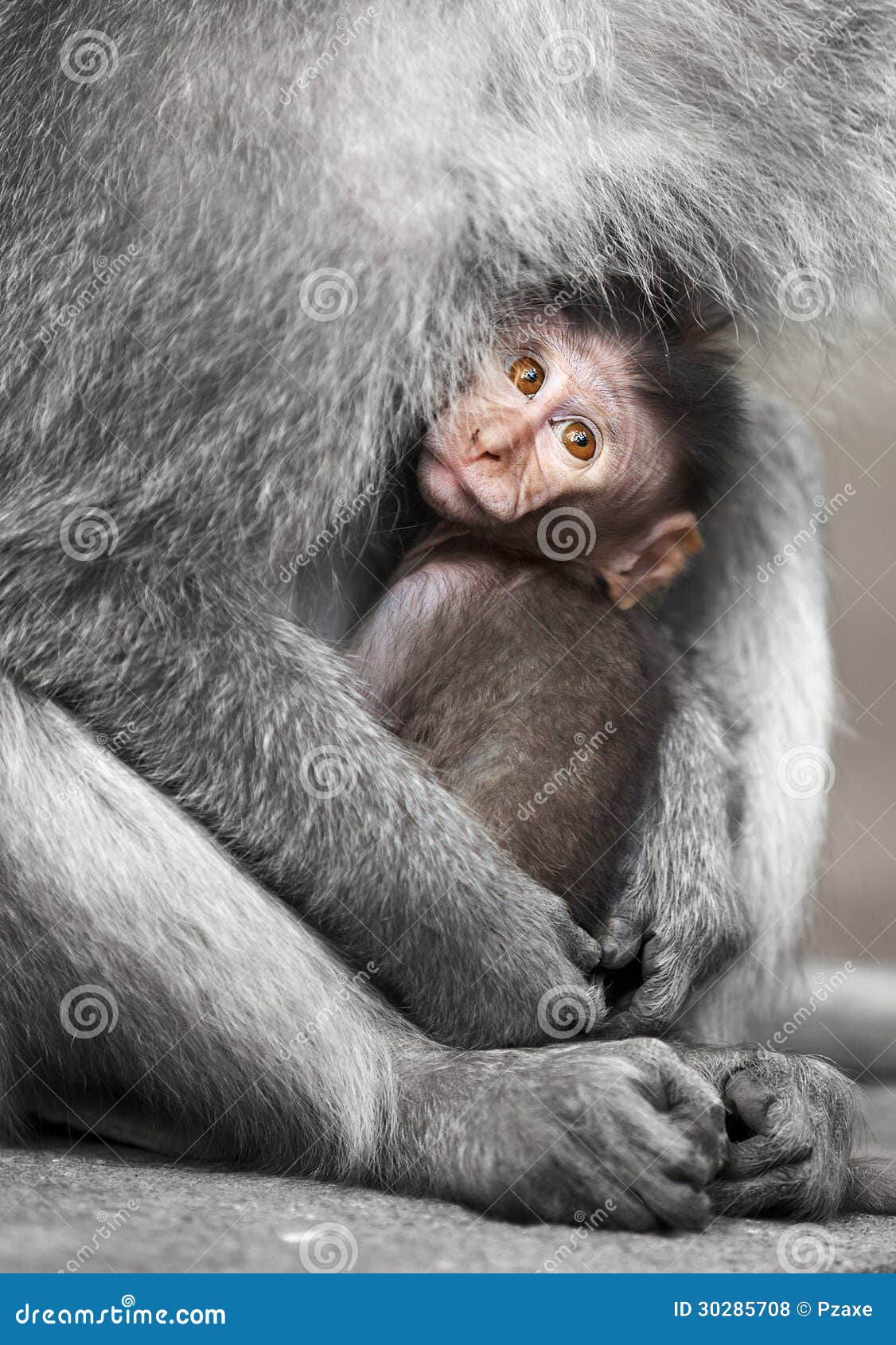 Cub Cynomolgus Macaques with His Mother Stock Photo - Image of macaca ...