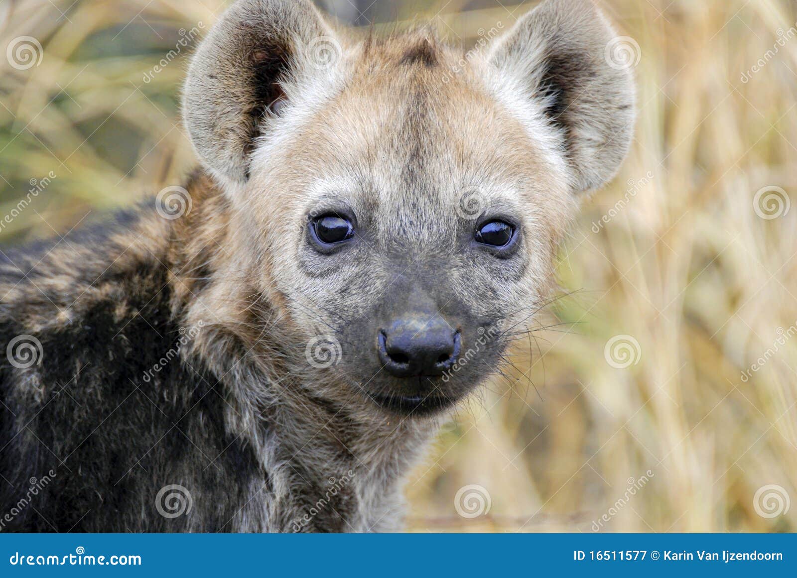 Cub del Hyena immagine stock. Immagine di cucciolo, nave - 16511577