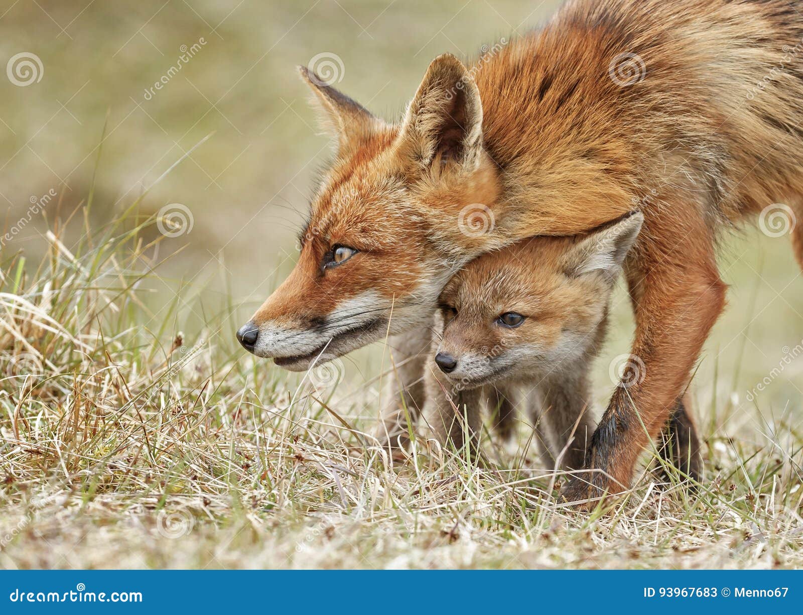 Cub della volpe rossa immagine stock. Immagine di brown - 93967683