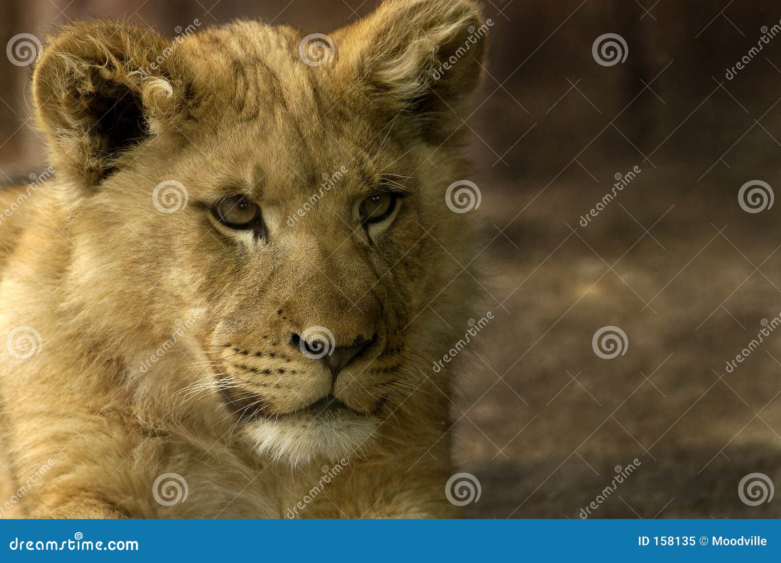 Cub di leone immagine stock. Immagine di creatrice, natura - 158135