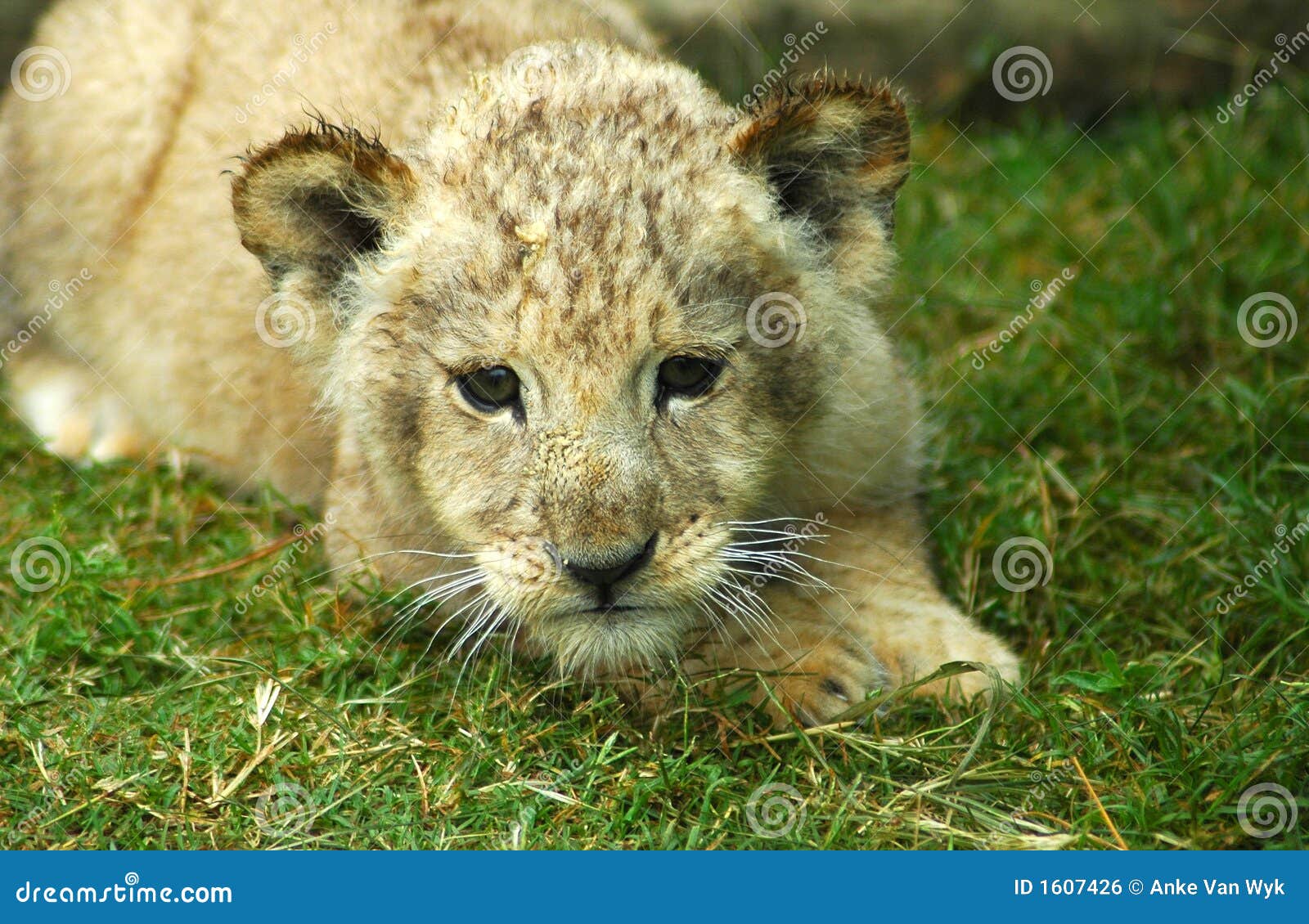 Cub di leone fotografia stock. Immagine di esterno, sguardi - 1607426