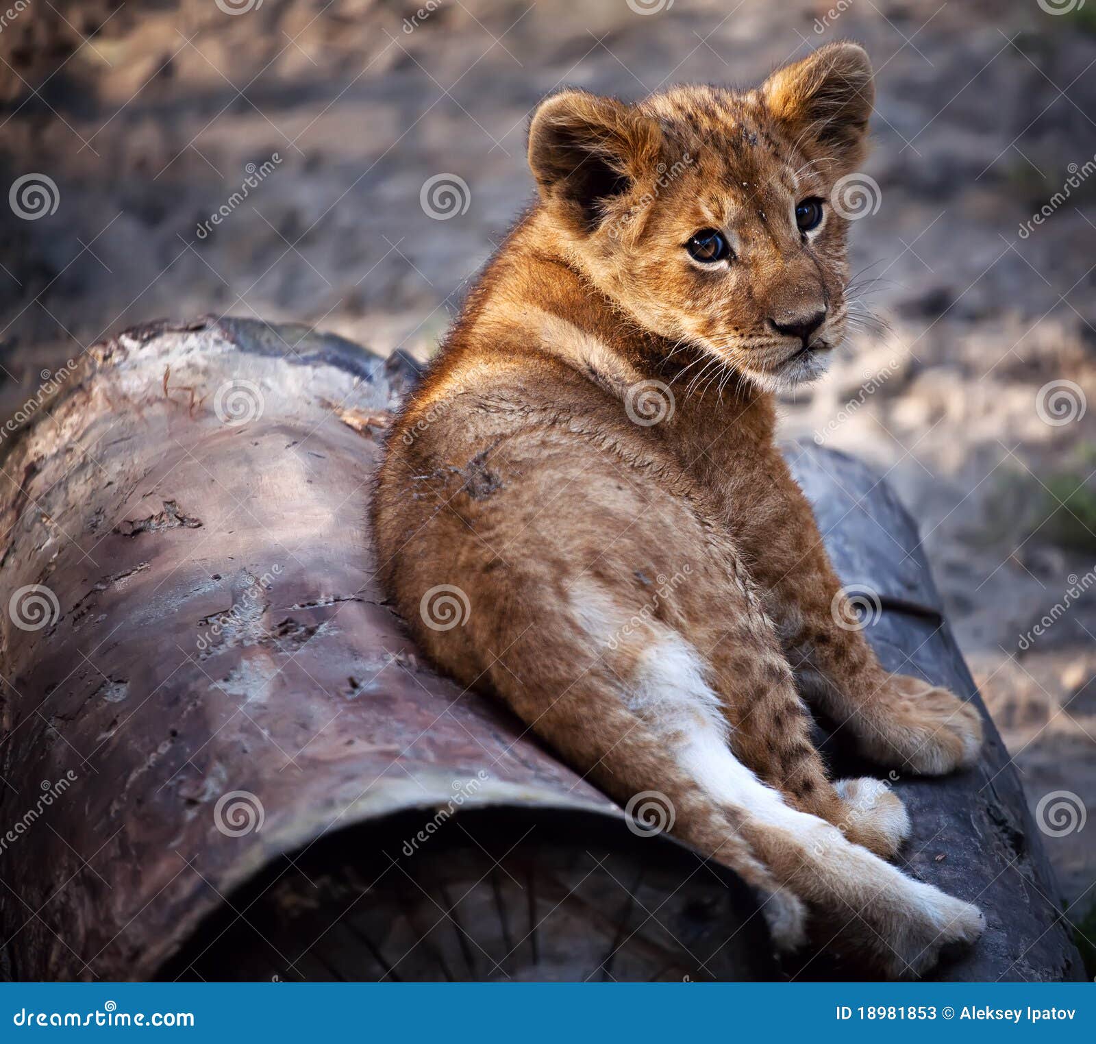 Cub di leone immagine stock. Immagine di piccolo, pelliccia - 18981853
