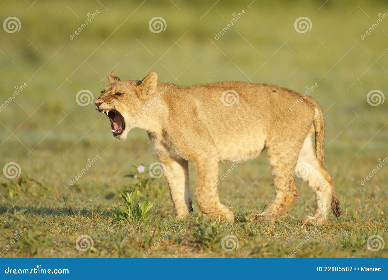 Cub di leone immagine stock. Immagine di botswana, giovane - 22805587