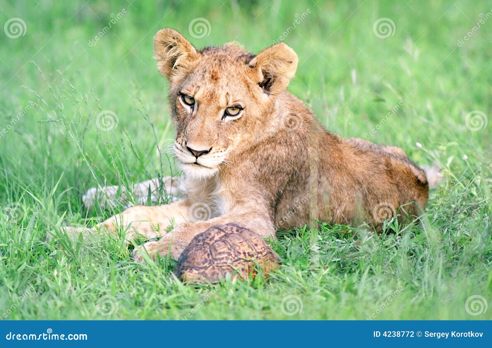 Cub di leone fotografia stock. Immagine di animali, corsa - 4238772