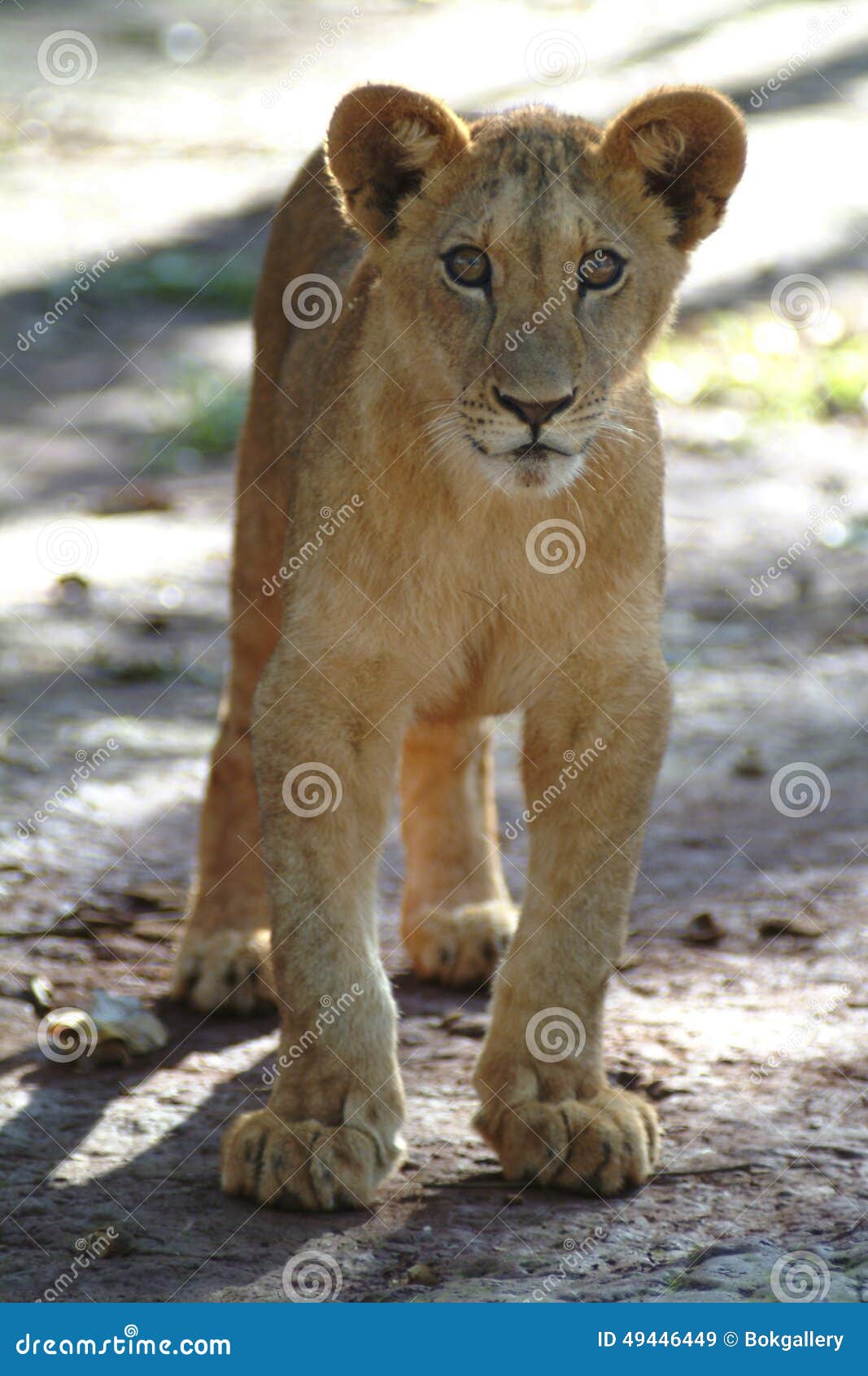 Cub di leone immagine stock. Immagine di naughty, natura - 49446449