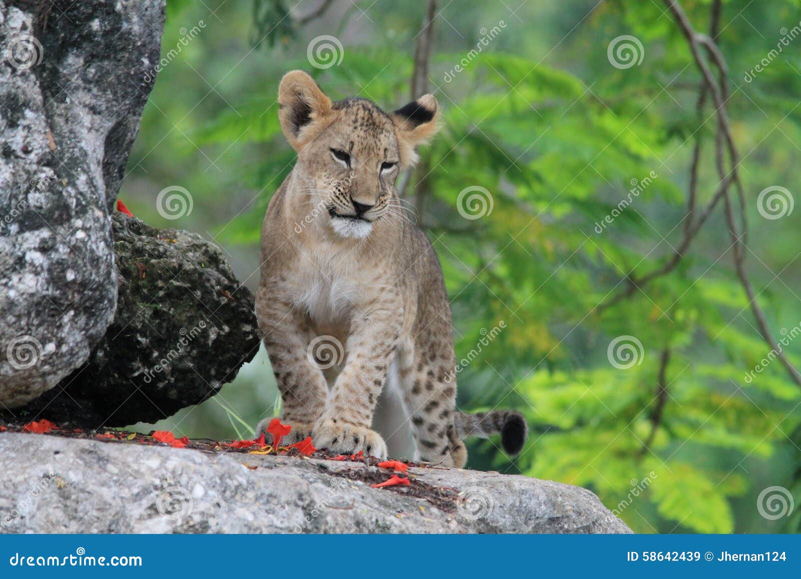 Cub di leone immagine stock. Immagine di cuccioli, gattino - 58642439