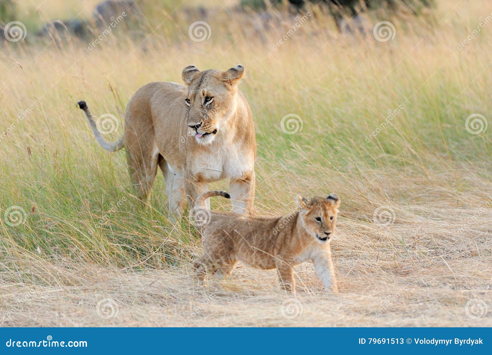 Cub di leone africano immagine stock. Immagine di mammifero - 79691513