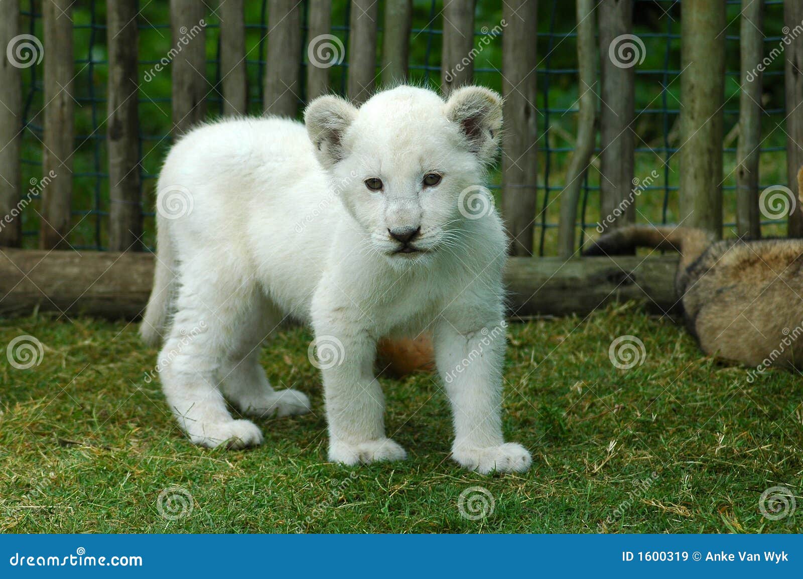 Cub di leone bianco immagine stock. Immagine di elisabetta - 1600319