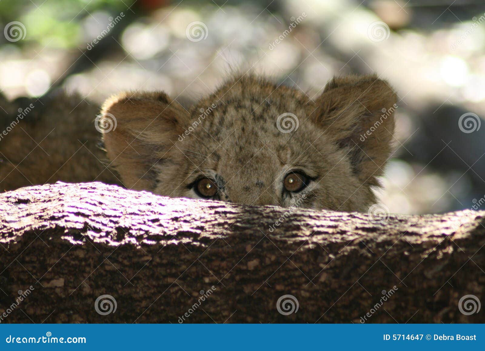 Cub di leone timido immagine stock. Immagine di timido - 5714647