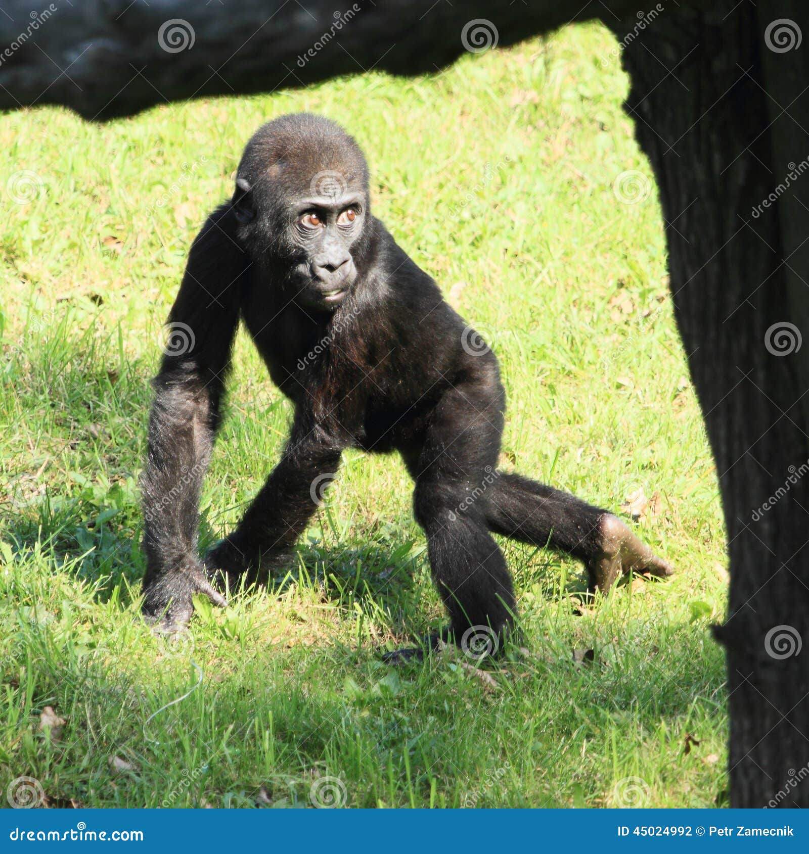 Cub of gorilla stock photo. Image of trunk, mammal, green - 45024992