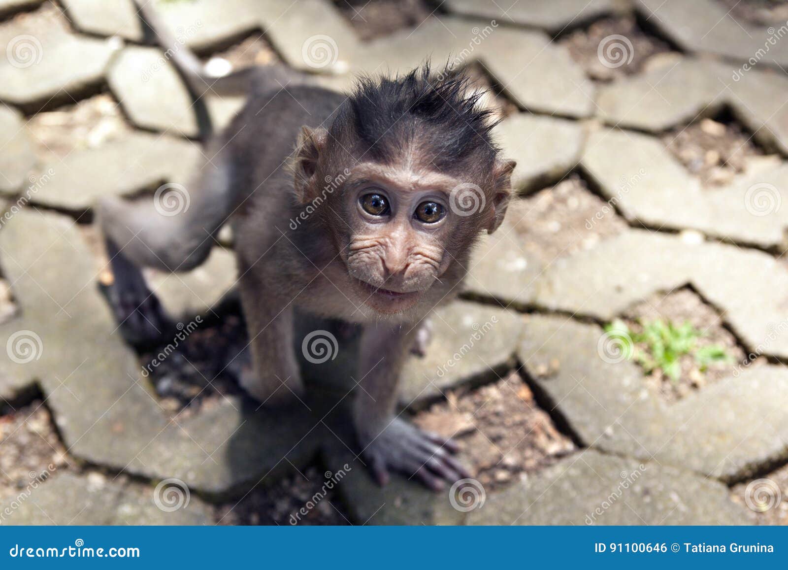 Cub of Gray Macaque on a Road in the Monkey Forest in Bali Stock Photo ...