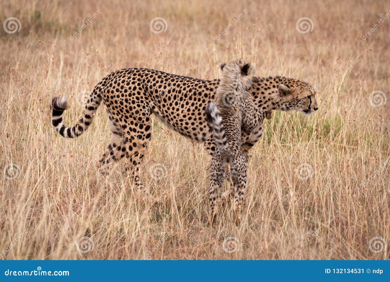 Cub on Hind Legs Leaning on Cheetah Stock Image - Image of vulnerable ...