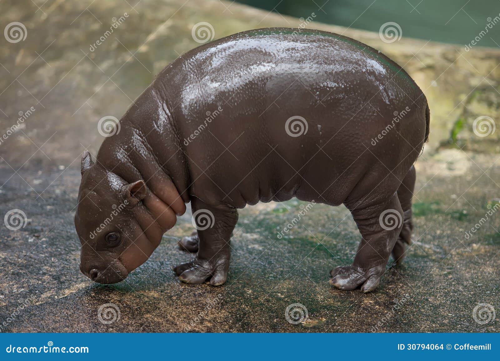 Cub of a hippopotamus stock photo. Image of brown, nature - 30794064