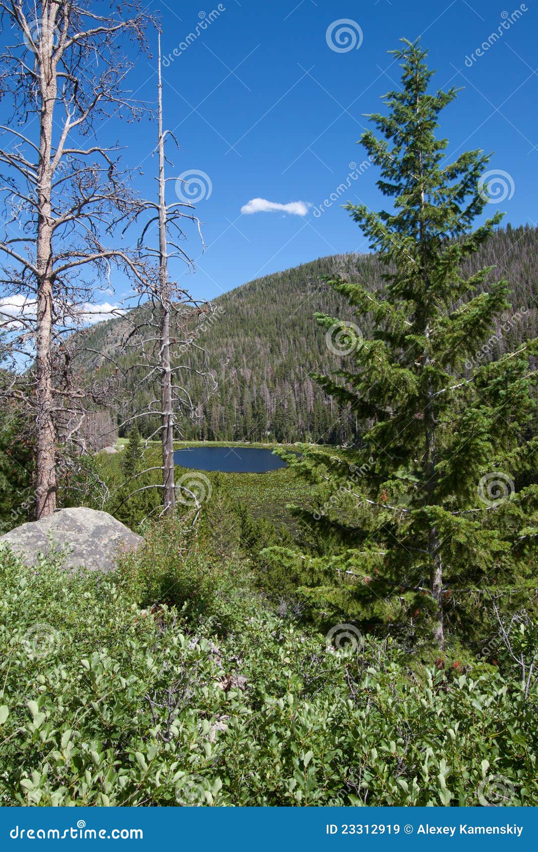 Cub Lake in Rocky Mountains Stock Image - Image of park, mirror: 23312919