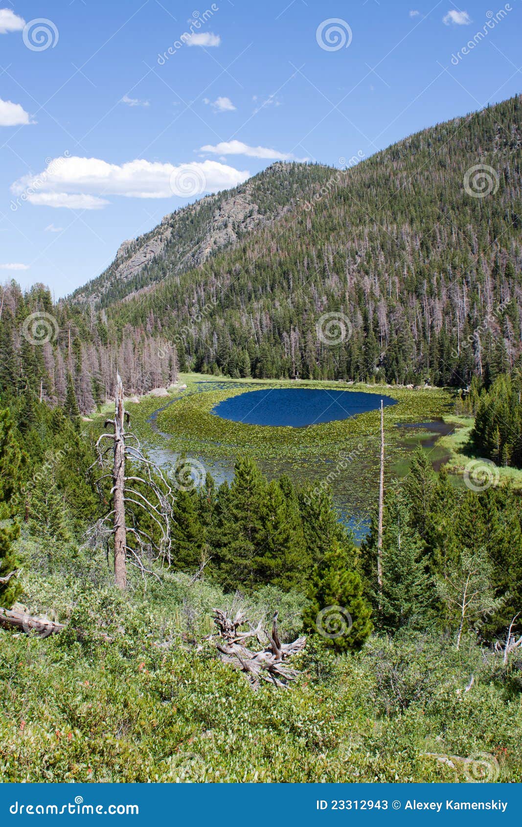 Cub Lake in Rocky Mountains Stock Image - Image of park, river: 23312943
