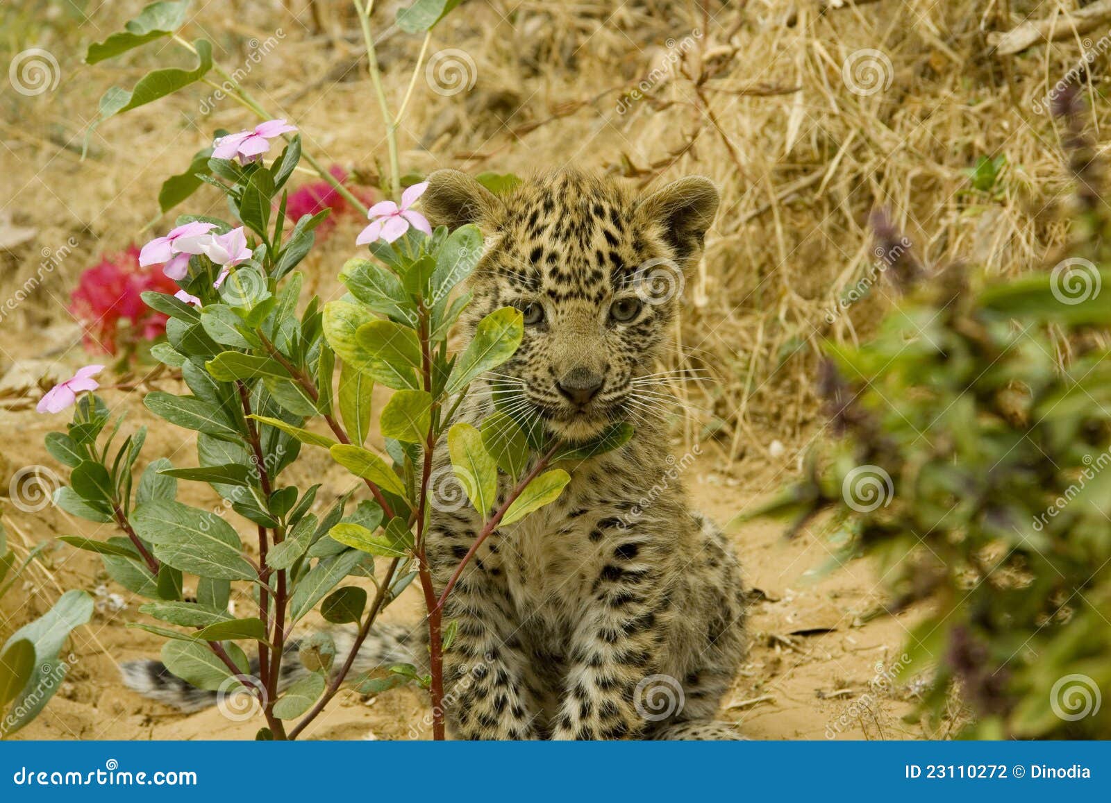 Cub of Leopard Cat stock photo. Image of north, jungle - 23110272