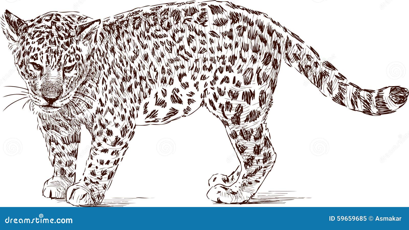 Cub of leopard stock vector. Illustration of ears, tail - 59659685