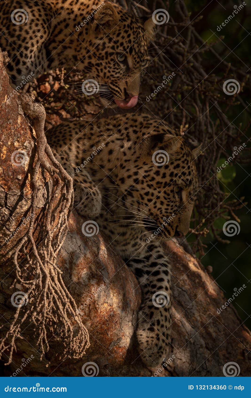 Cub Licks Lips beside Leopard in Tree Stock Photo - Image of spotted ...
