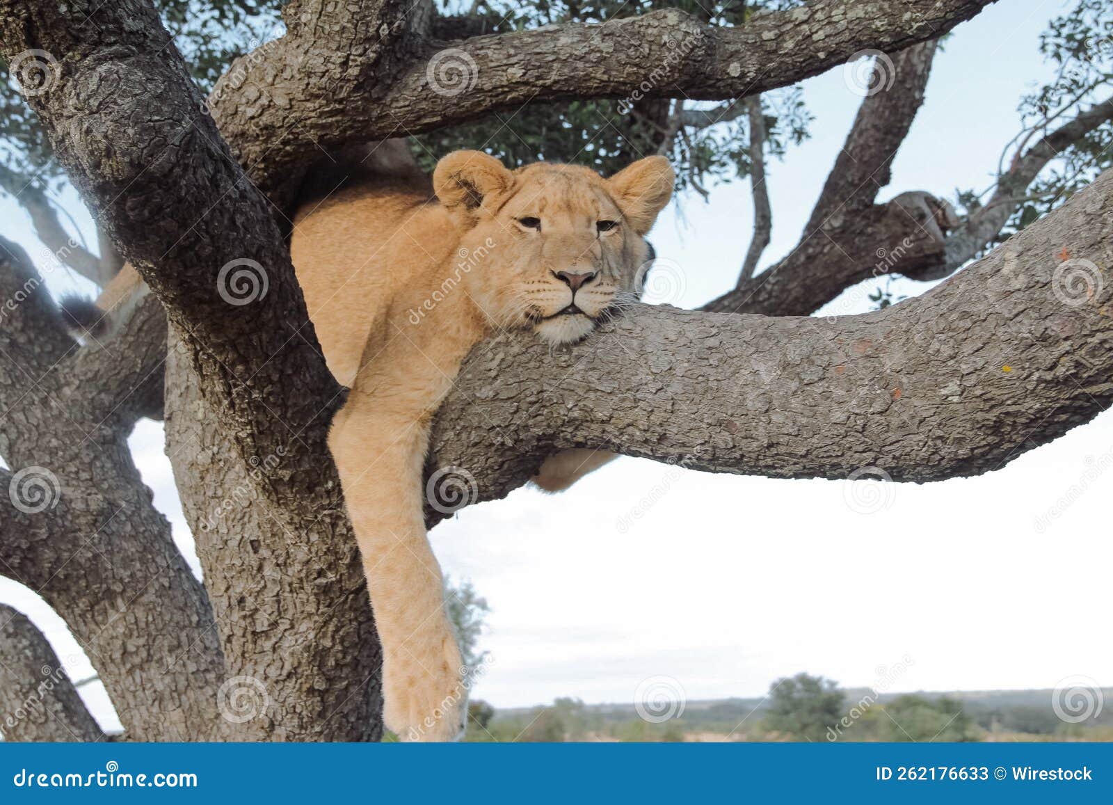 Cub of a Lion Lying on a Tree Branch and Resting Stock Image - Image of ...