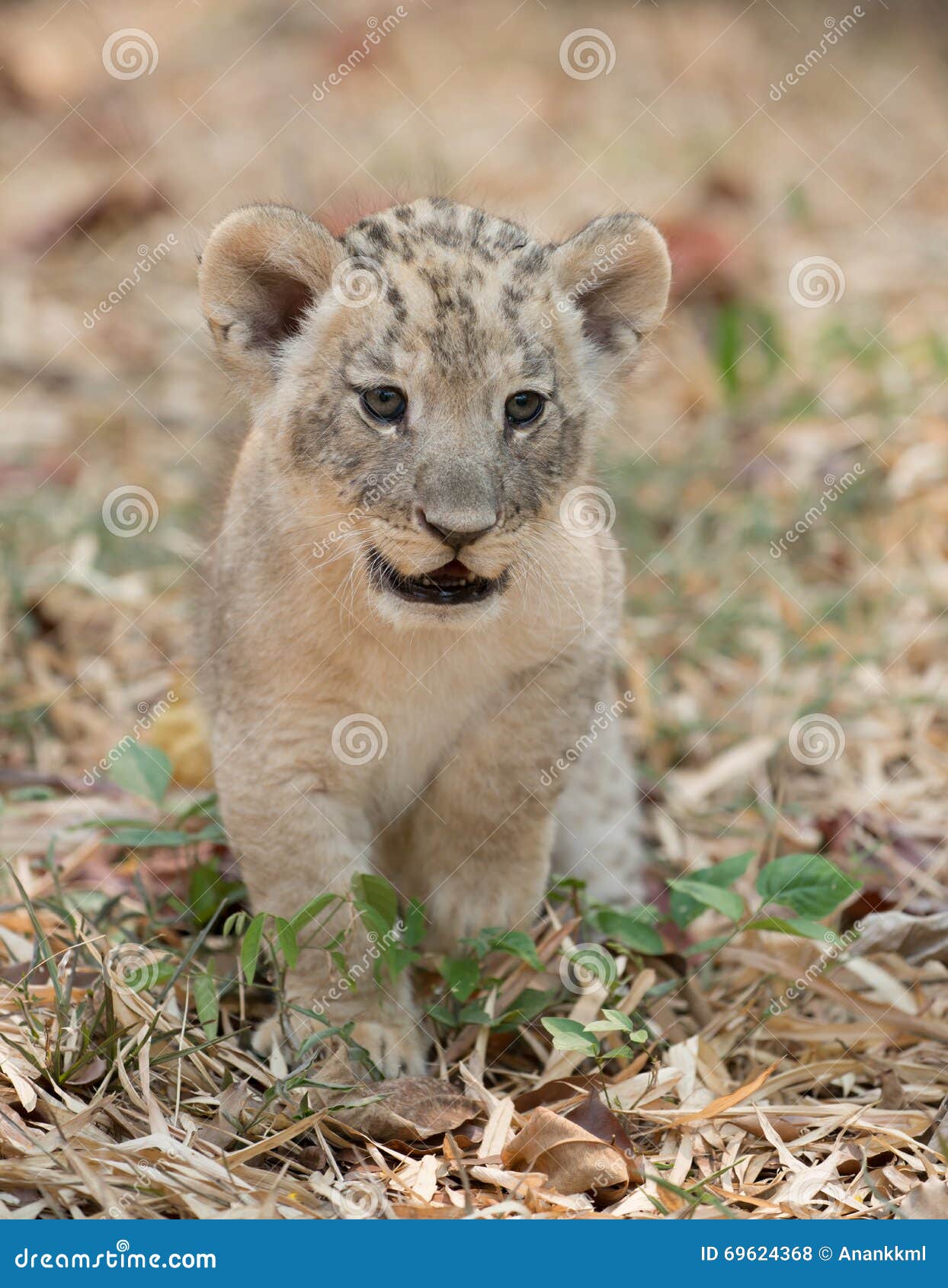 Cub of lion stock photo. Image of natural, grass, little - 69624368