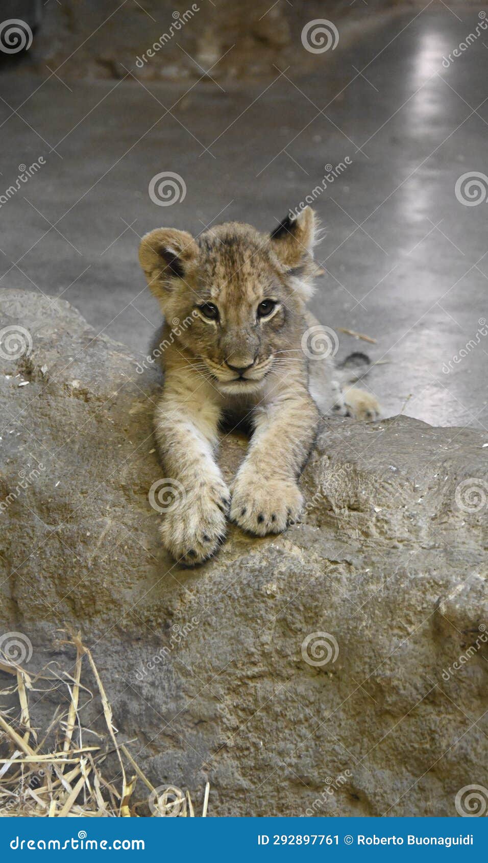 A Cub Lion Sitting on a Rock Alone Stock Image - Image of mammal, hairy ...