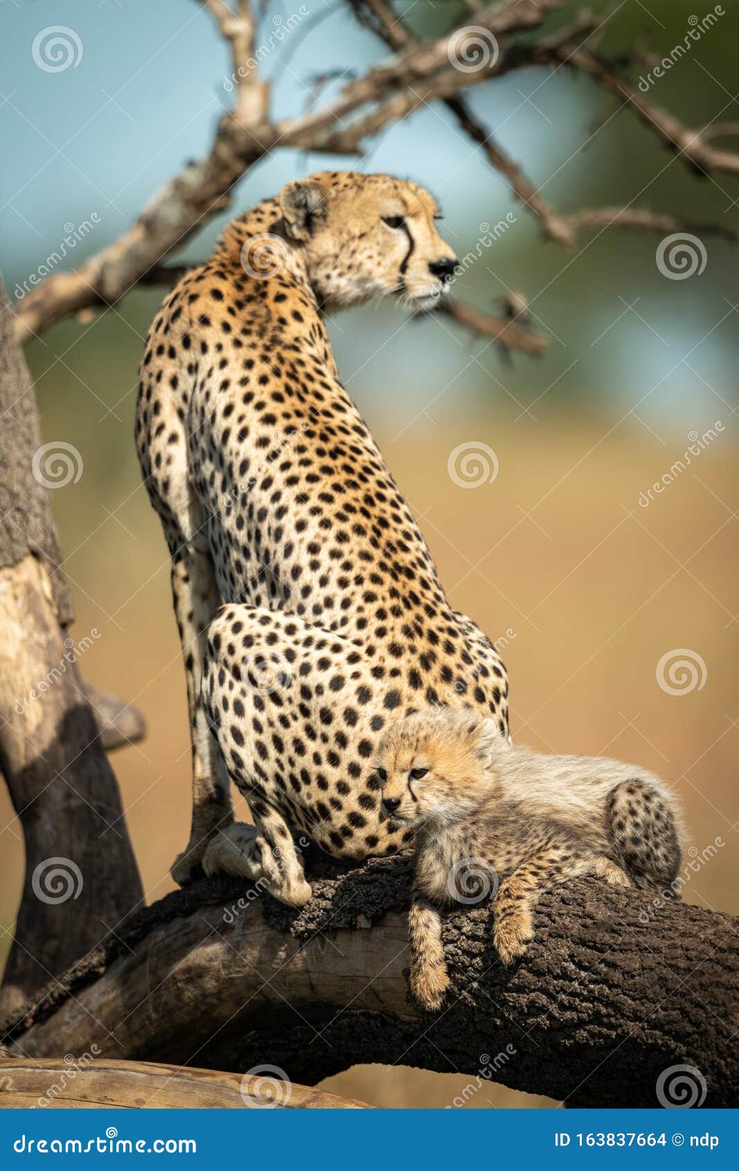 Cub Lying Behind Cheetah on Fallen Branch Stock Photo - Image of safari ...
